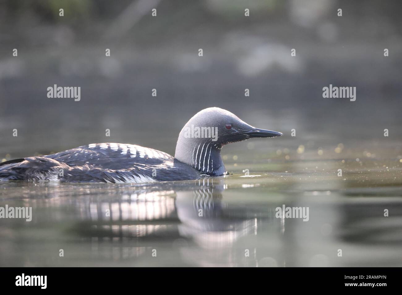 The Pacific loon or Pacific diver (Gavia pacifica), is a medium-sized ...