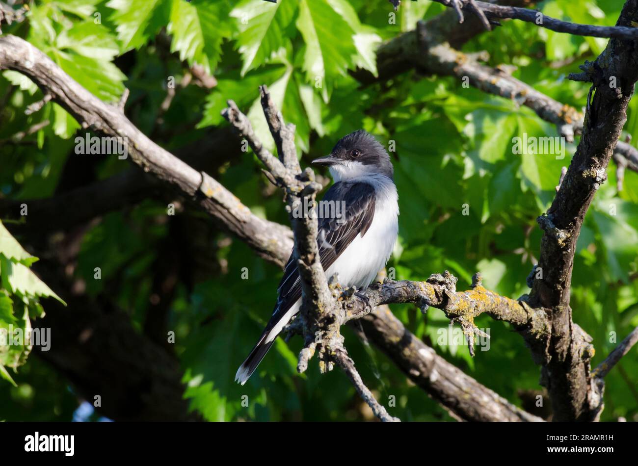 Eastern cross timbers hi-res stock photography and images - Alamy