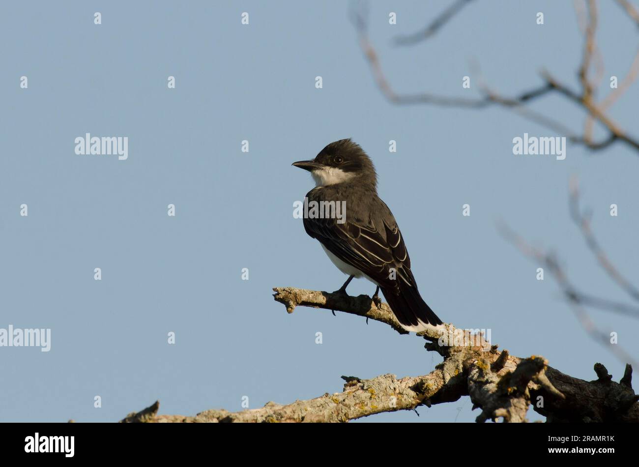 Eastern cross timbers hi-res stock photography and images - Alamy