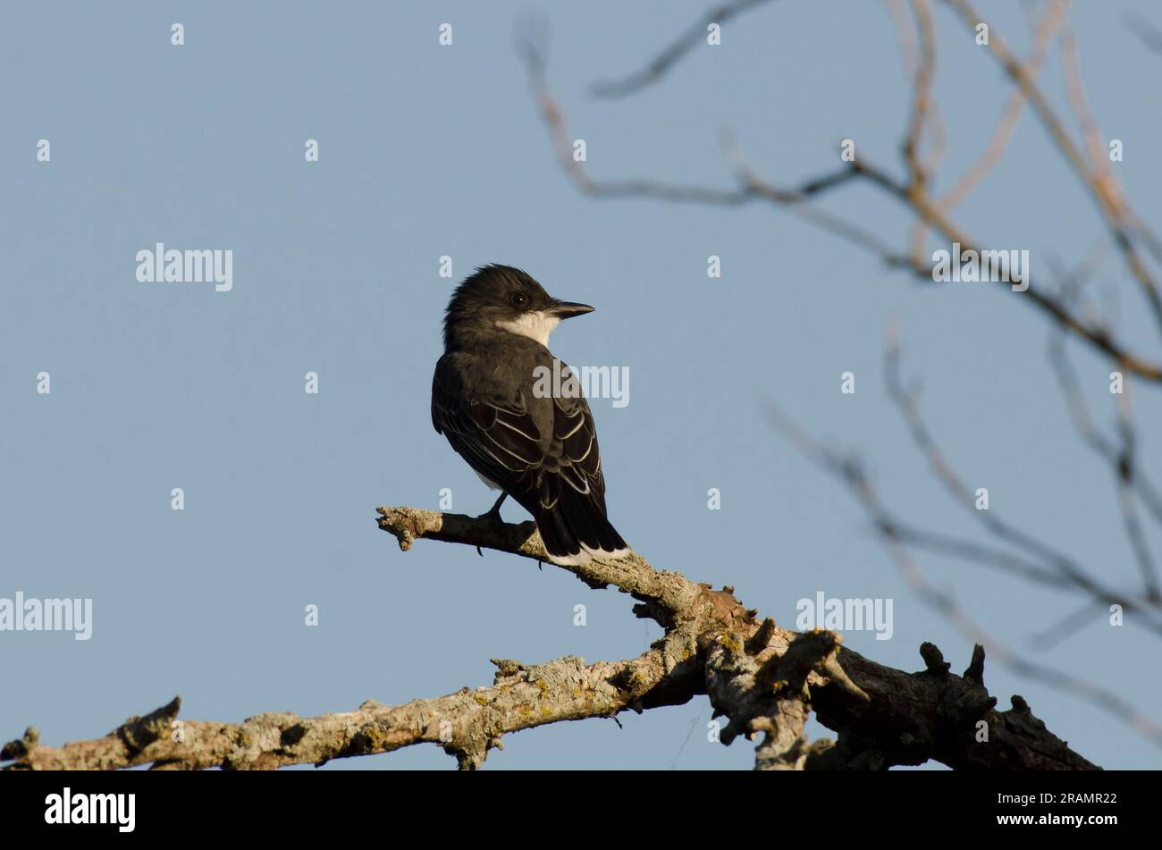 Eastern cross timbers hi-res stock photography and images - Alamy