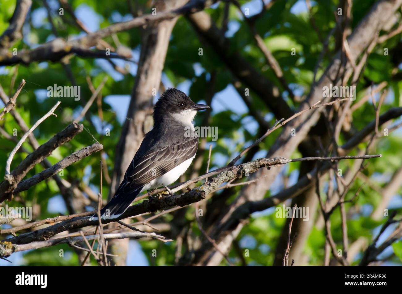 Eastern Kingbird, Tyrannus tyrannus Stock Photo - Alamy