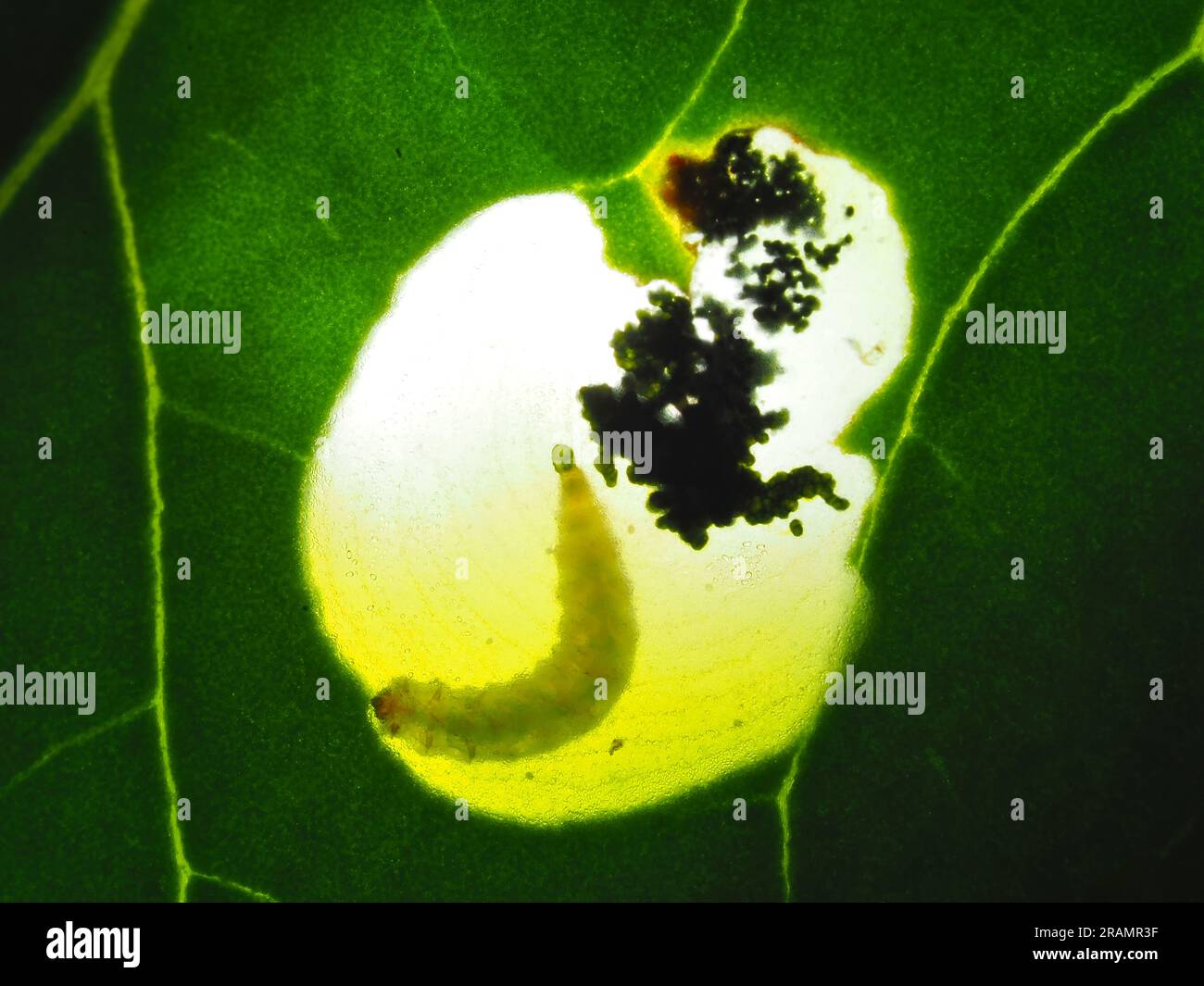 Leaf miner insect larva inside a leaf Stock Photo - Alamy
