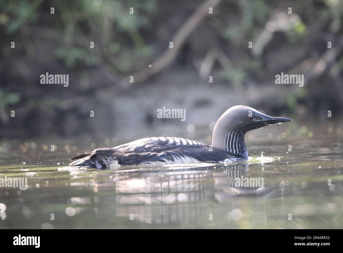 The Pacific loon or Pacific diver (Gavia pacifica), is a medium-sized ...