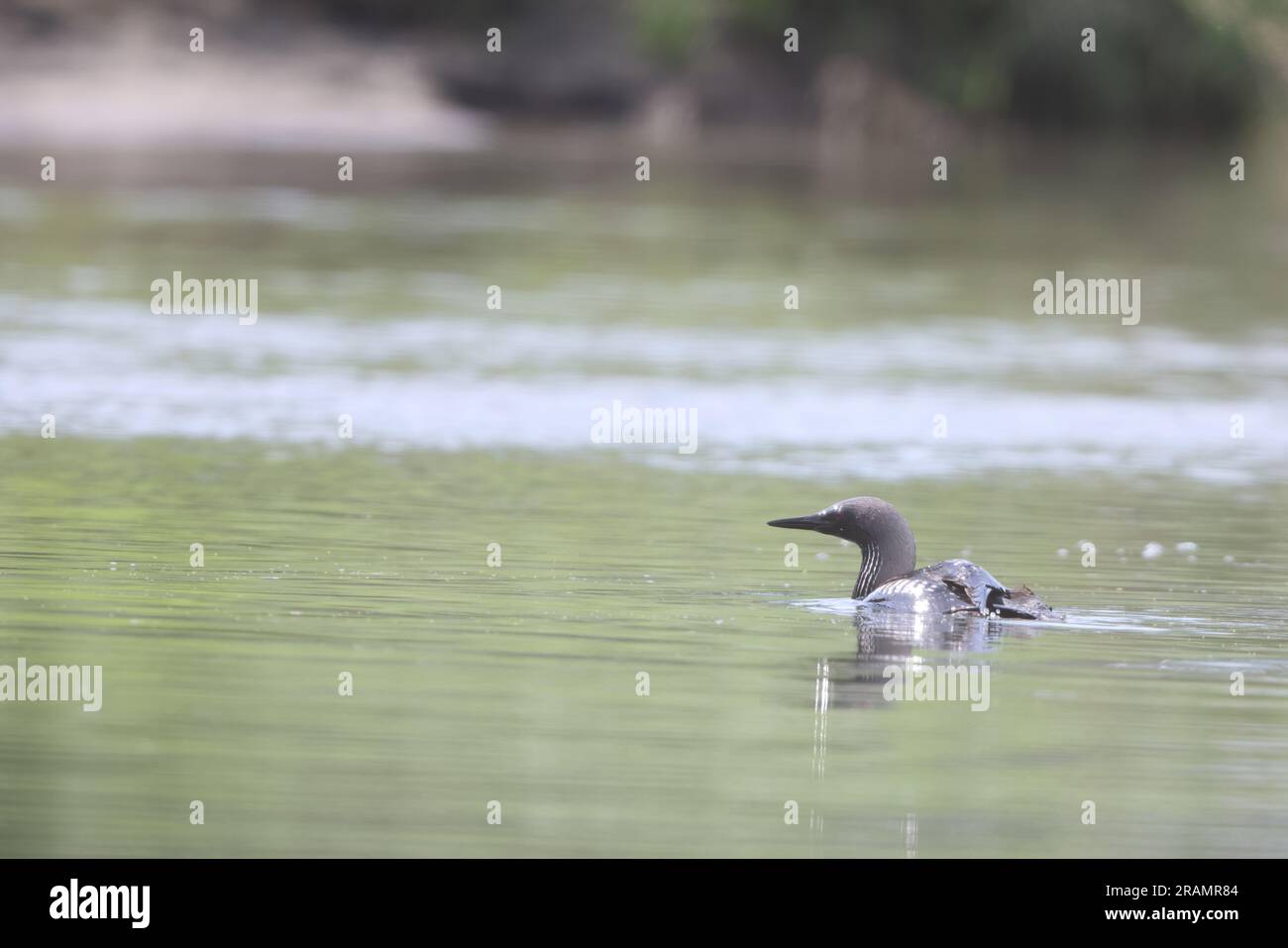 The Pacific loon or Pacific diver (Gavia pacifica), is a medium-sized ...