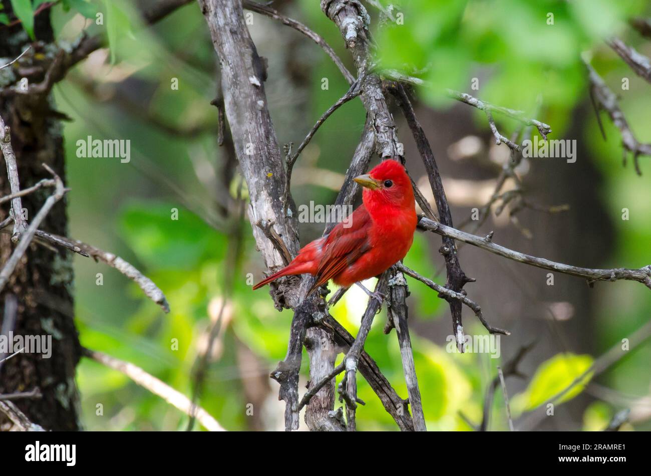 Summer Tanager, Piranga rubra, male Stock Photo - Alamy