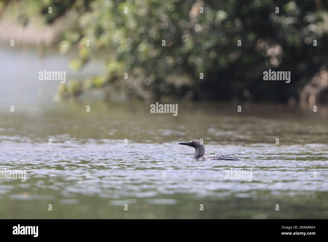 The Pacific loon or Pacific diver (Gavia pacifica), is a medium-sized ...