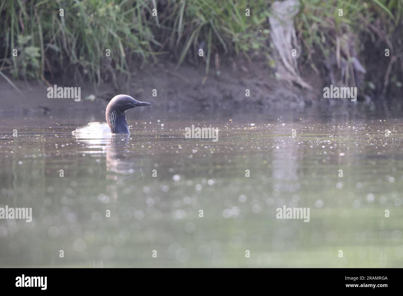 The Pacific loon or Pacific diver (Gavia pacifica), is a medium-sized ...
