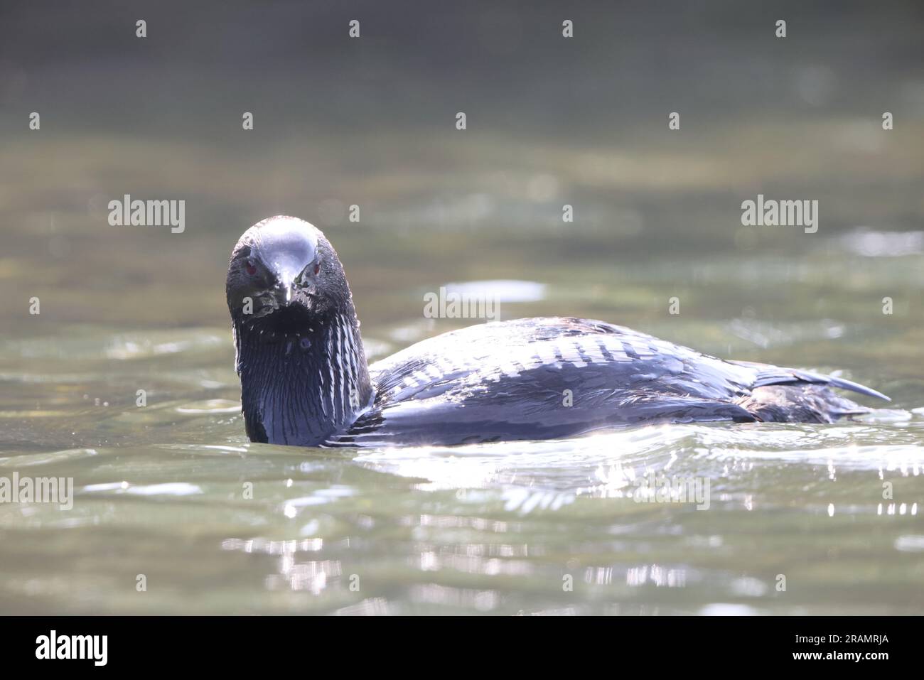 The Pacific loon or Pacific diver (Gavia pacifica), is a medium-sized ...
