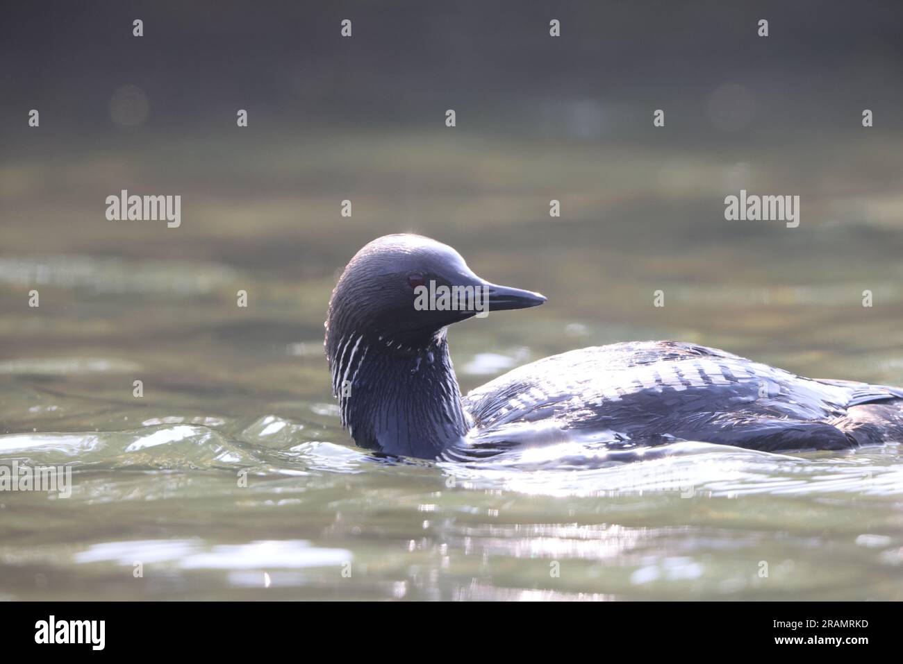 The Pacific loon or Pacific diver (Gavia pacifica), is a medium-sized ...