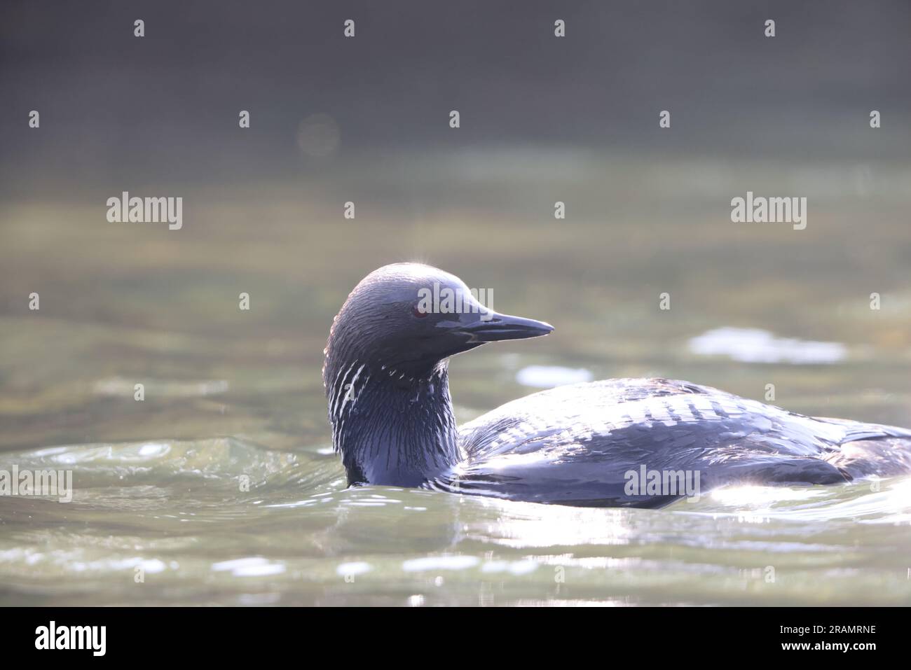 The Pacific loon or Pacific diver (Gavia pacifica), is a medium-sized ...