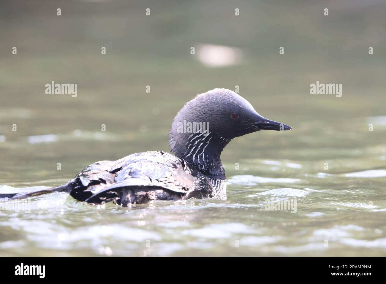 The Pacific loon or Pacific diver (Gavia pacifica), is a medium-sized ...