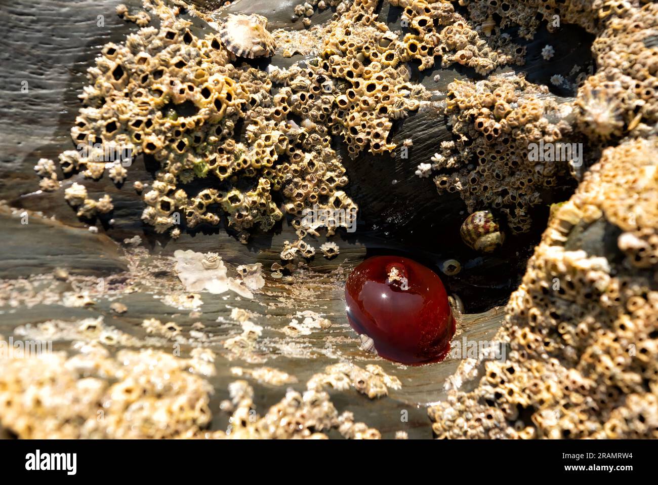 Anemone in rockpool hi-res stock photography and images - Alamy