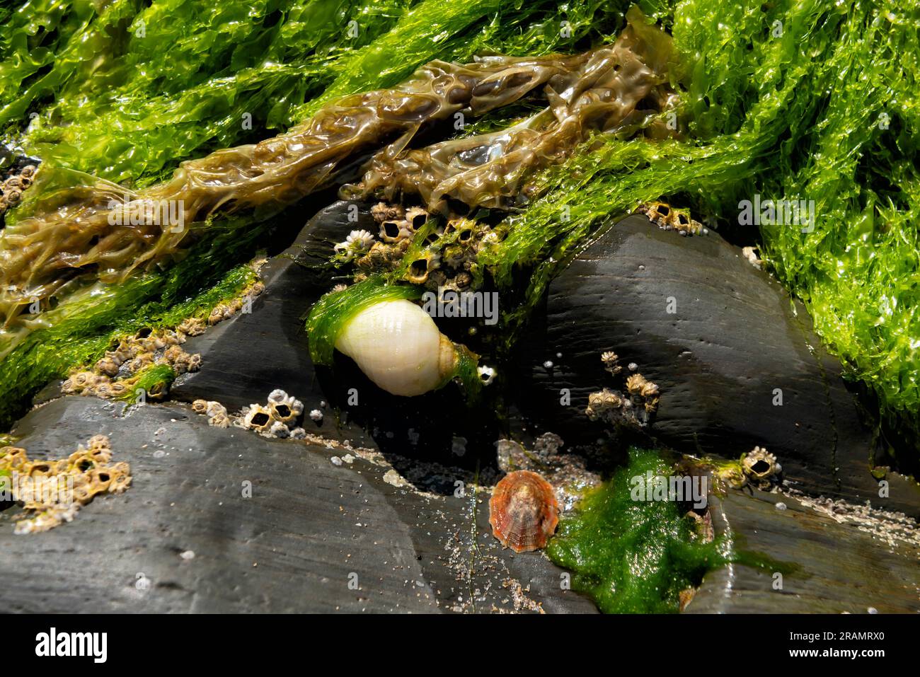 White dog whelk, limpet and barnacles on rock covered in seaweed Stock ...