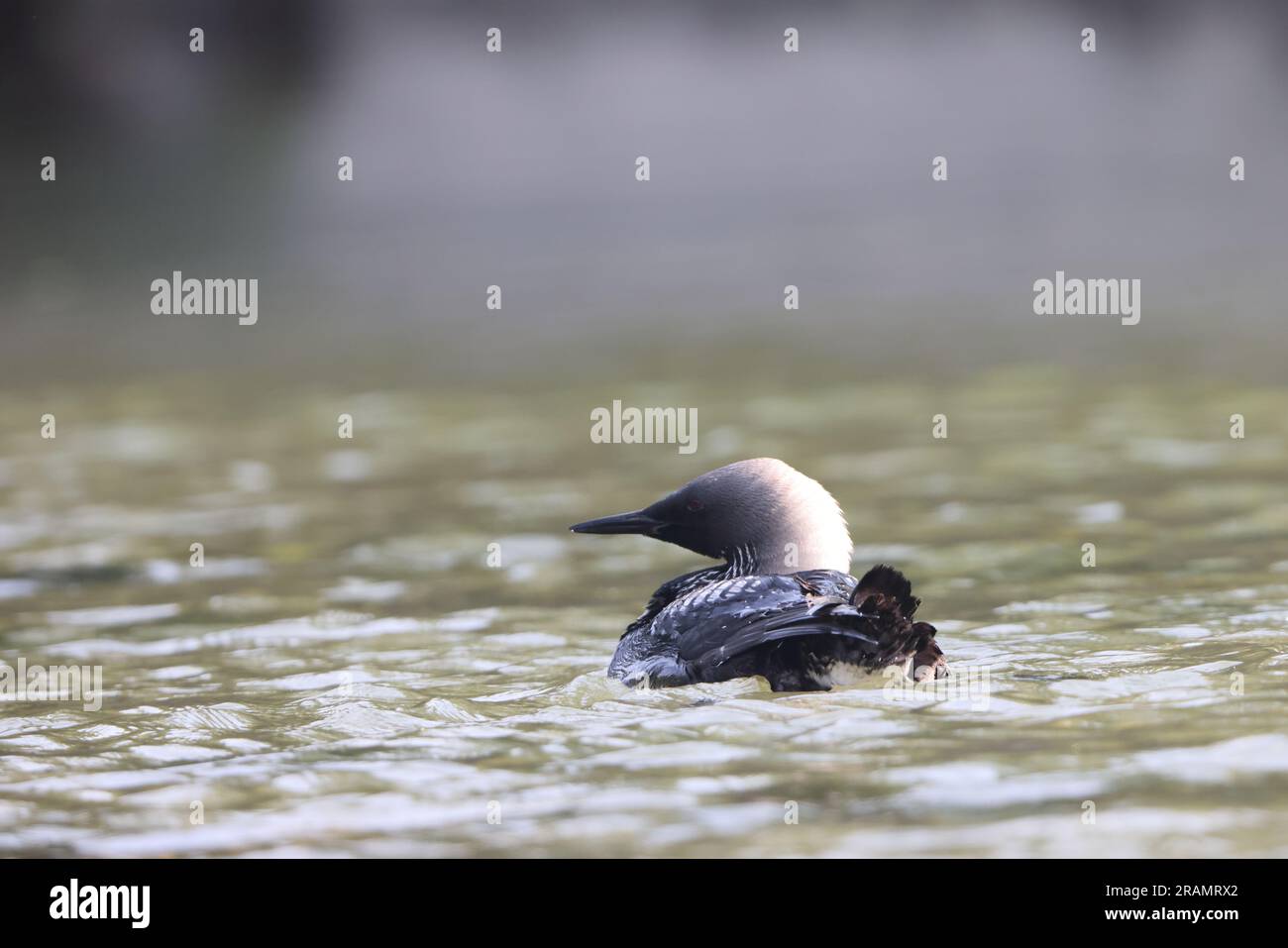 The Pacific loon or Pacific diver (Gavia pacifica), is a medium-sized ...