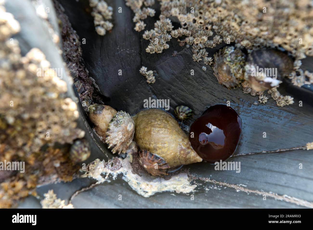Dogwhelk,sea anemone,top shells,limpets and barnacles Stock Photo - Alamy