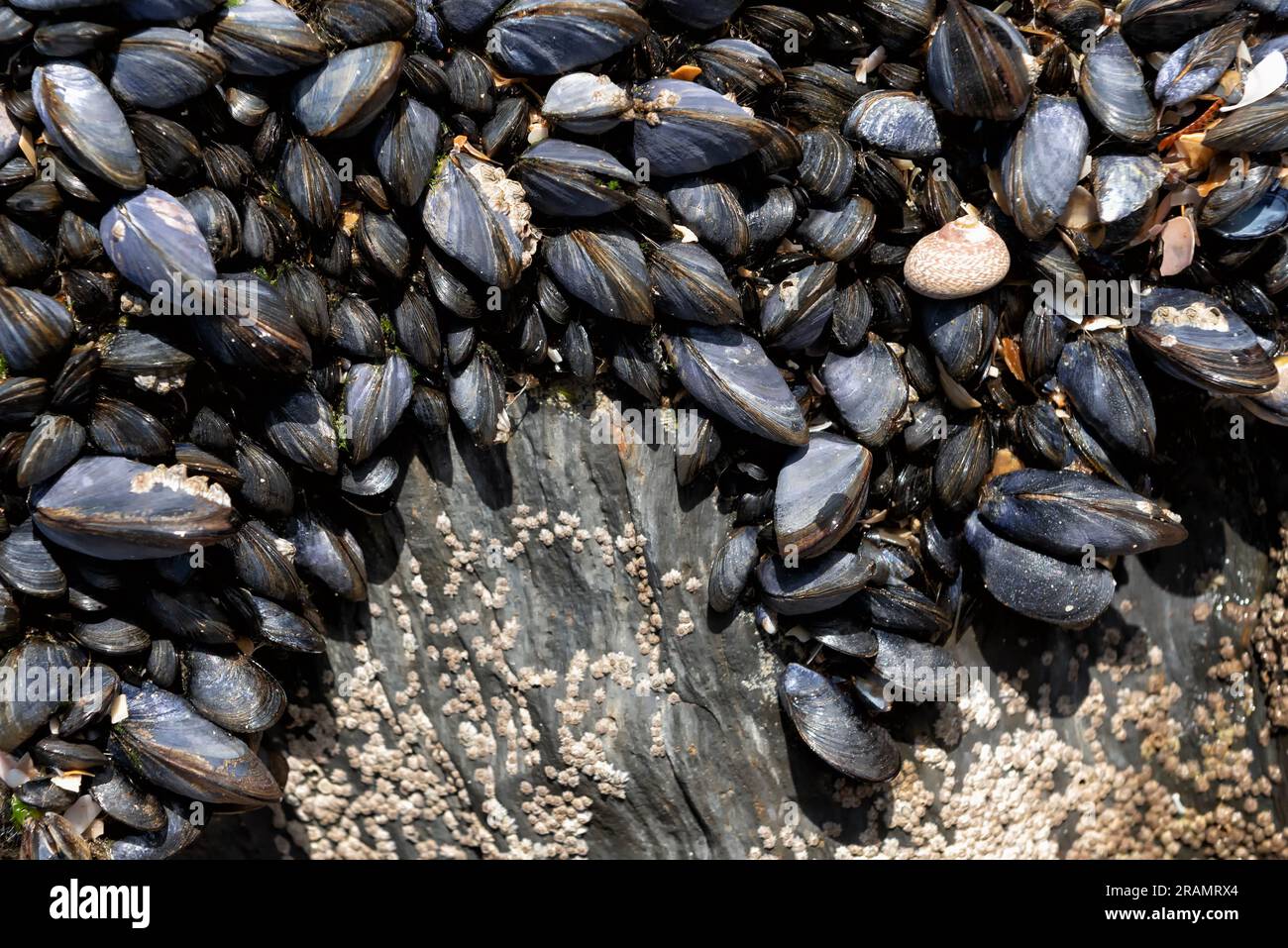 Bivalve barnacles hi-res stock photography and images - Alamy