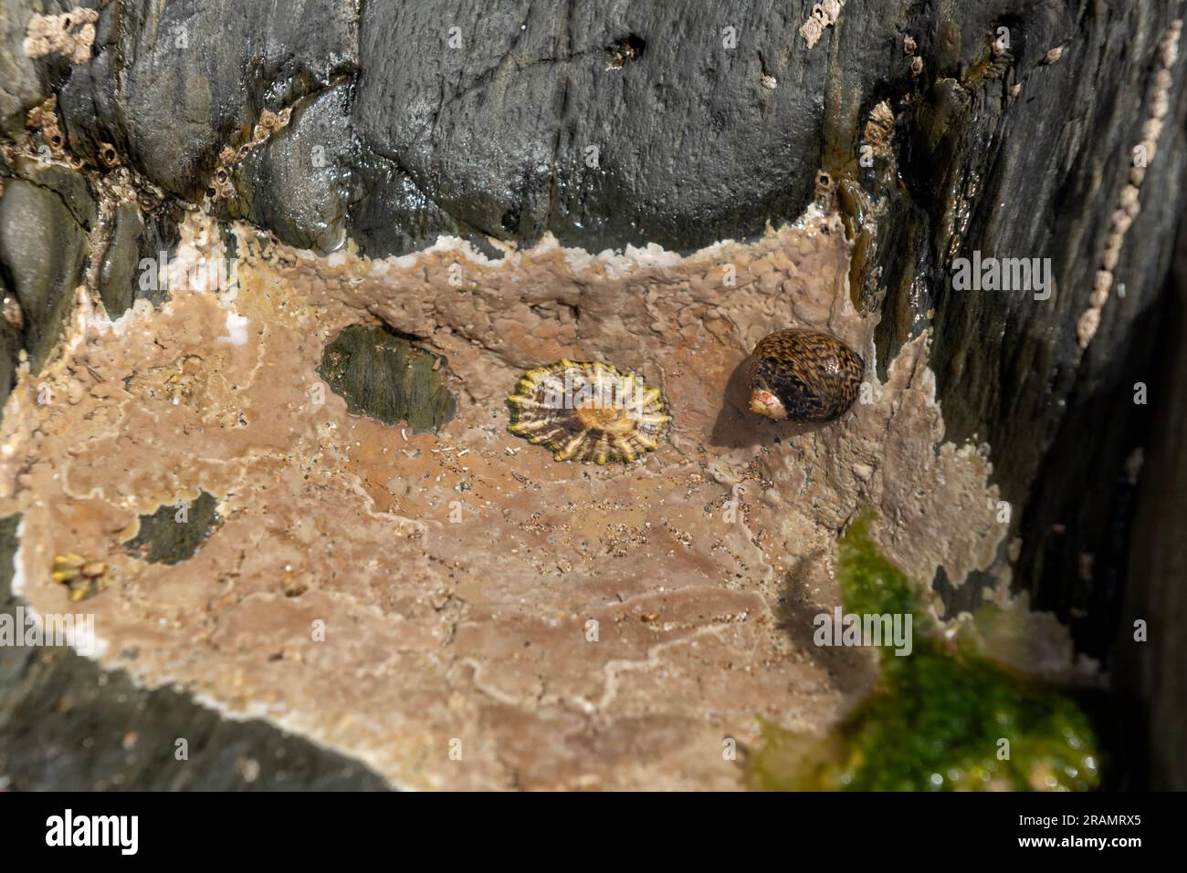 Limpet underwater hi-res stock photography and images - Alamy