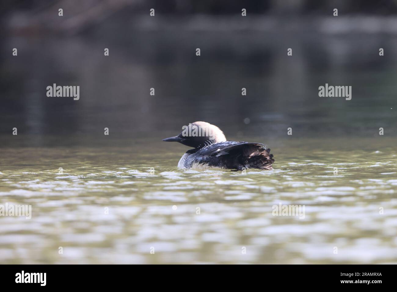 The Pacific loon or Pacific diver (Gavia pacifica), is a medium-sized ...