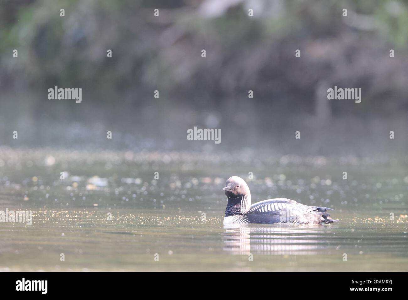 The Pacific loon or Pacific diver (Gavia pacifica), is a medium-sized ...