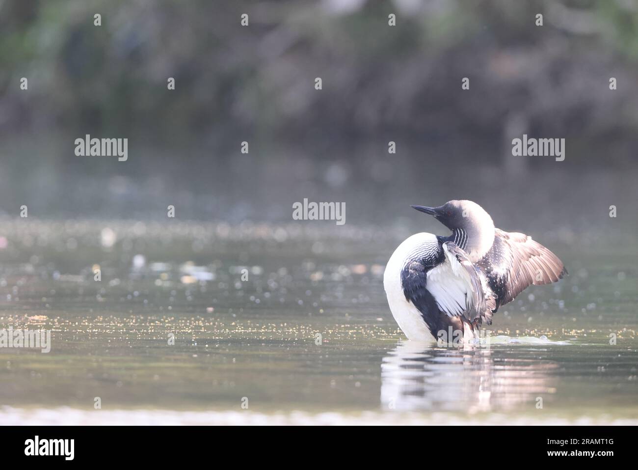The Pacific loon or Pacific diver (Gavia pacifica), is a medium-sized ...