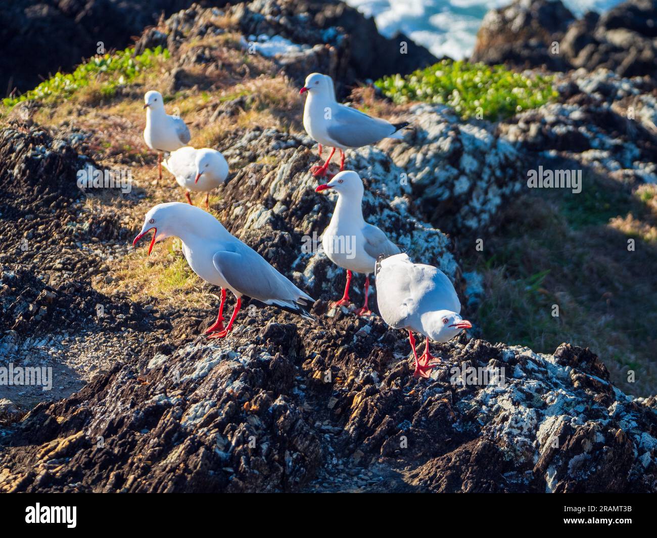 Angry seagulls, Australian Silver Gulls disputing territory, bird ...