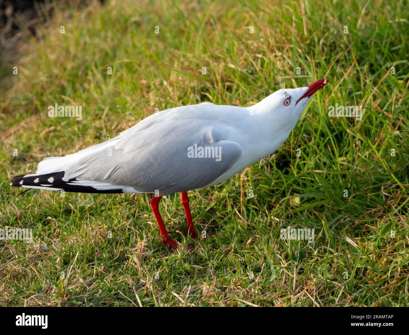 Angry seagull, Australian Silver Gull, bird behaviour Stock Photo - Alamy