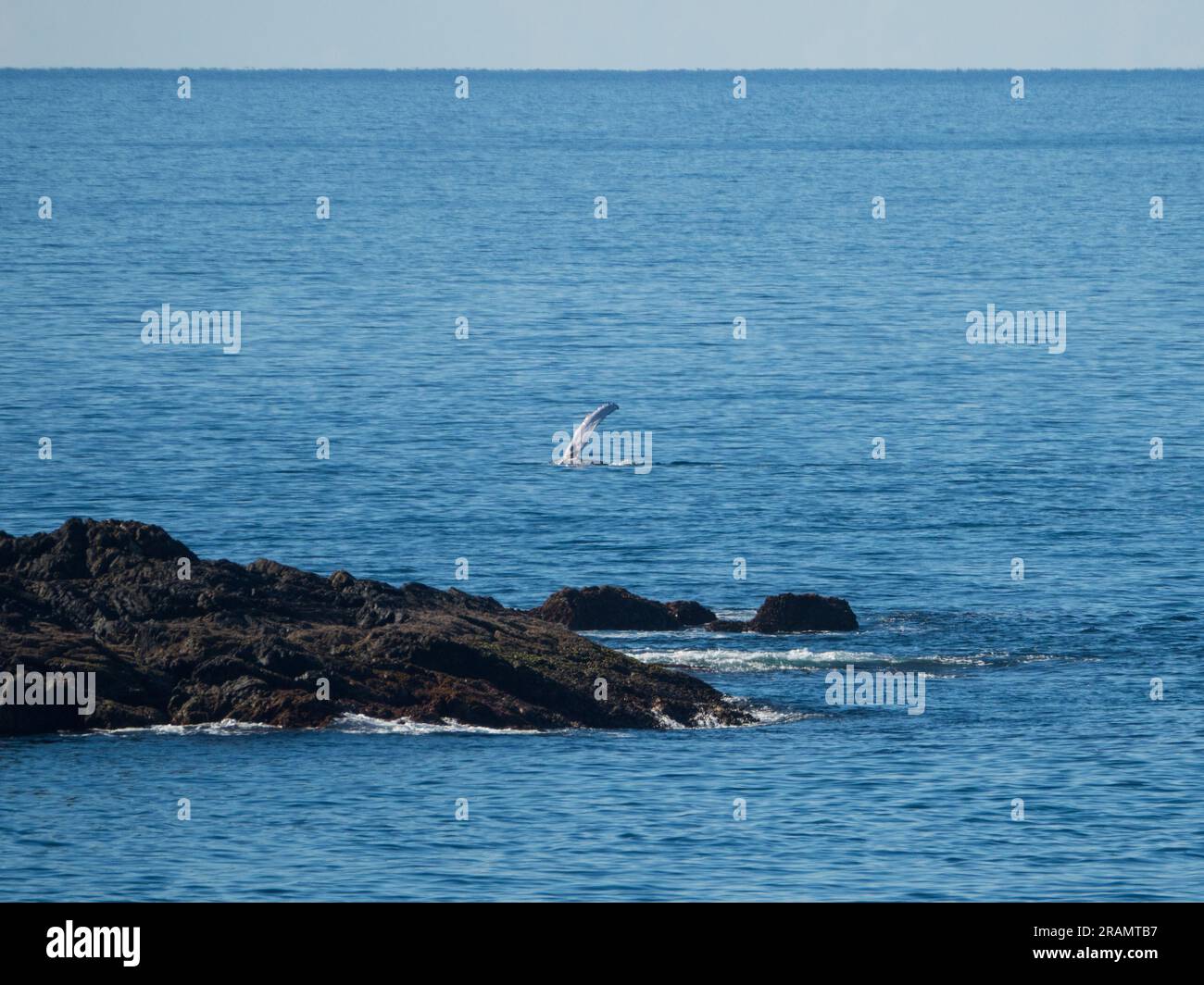 A Humpback whale waving goodbye with its flipper as it passes by Stock ...