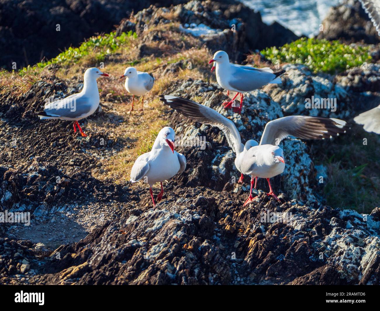 Angry seagulls, one taking off in flight, on the rocks by the sea Stock ...