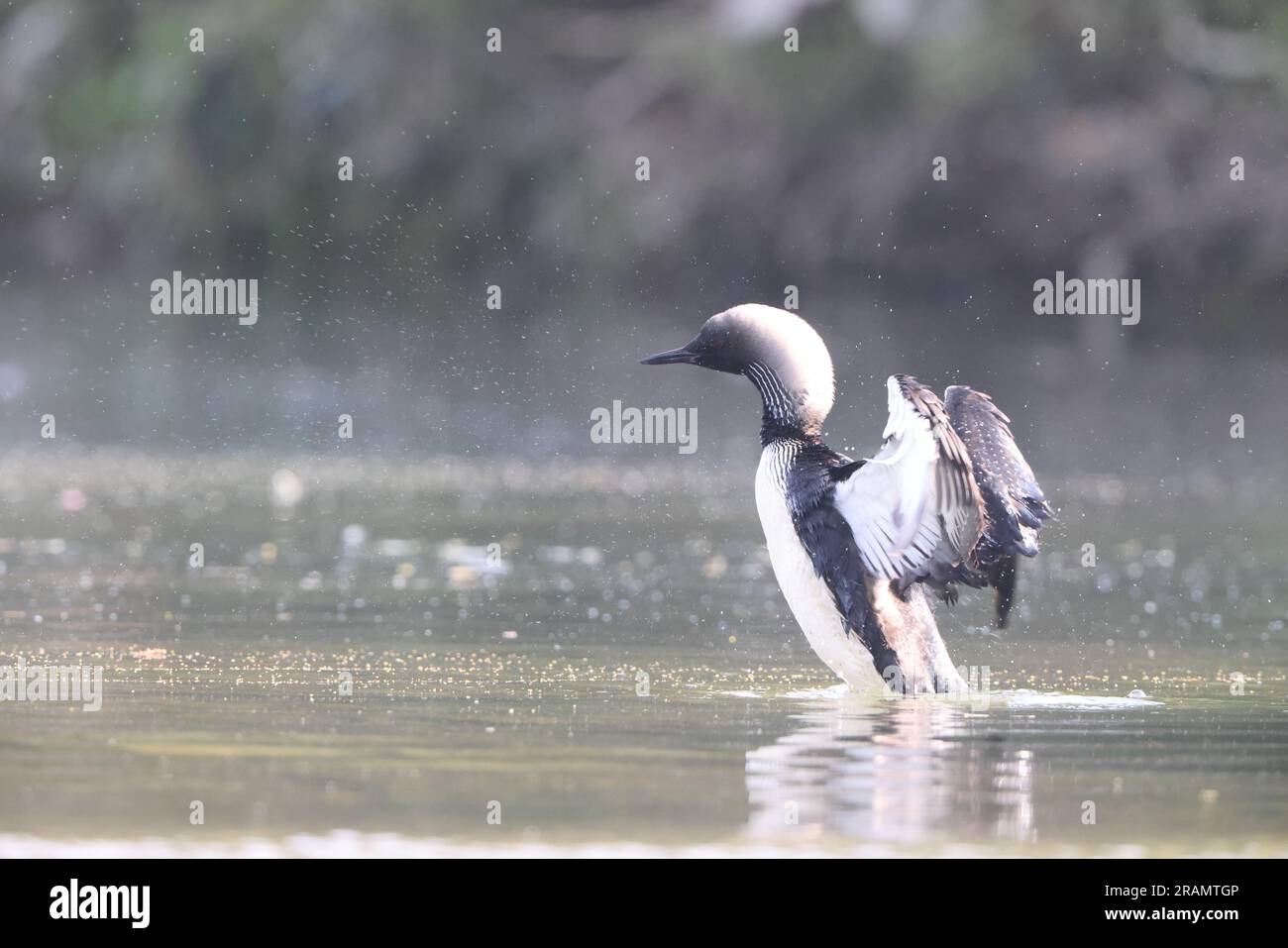 The Pacific loon or Pacific diver (Gavia pacifica), is a medium-sized ...