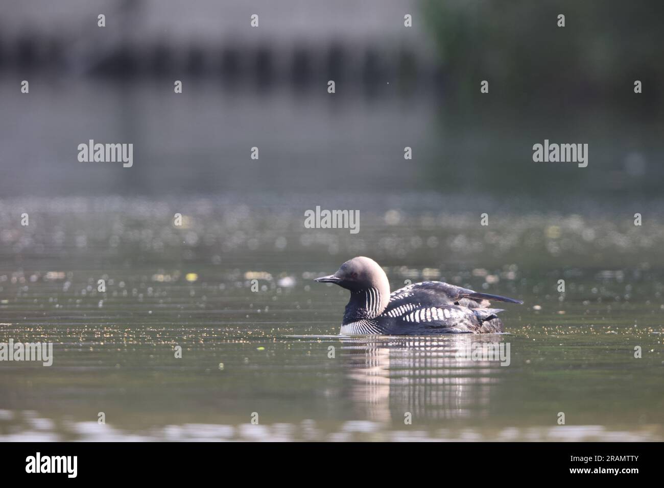 The Pacific loon or Pacific diver (Gavia pacifica), is a medium-sized ...