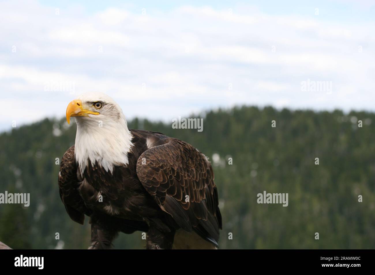 Bald eagle grouse mountain hi-res stock photography and images - Alamy