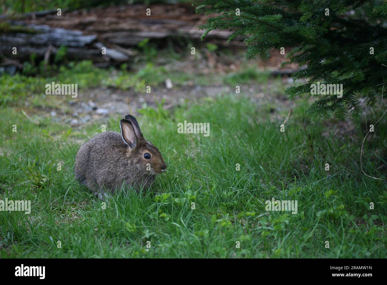 Rabbit on Grouse Mountain, Vancouver Stock Photo - Alamy