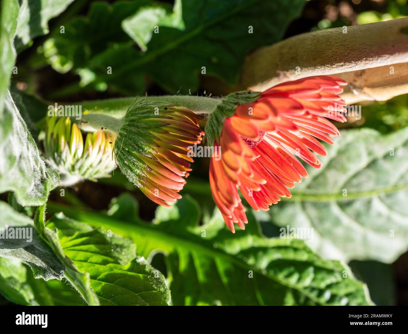 Three Gerbera flower buds in various stages of opening, side view Stock ...