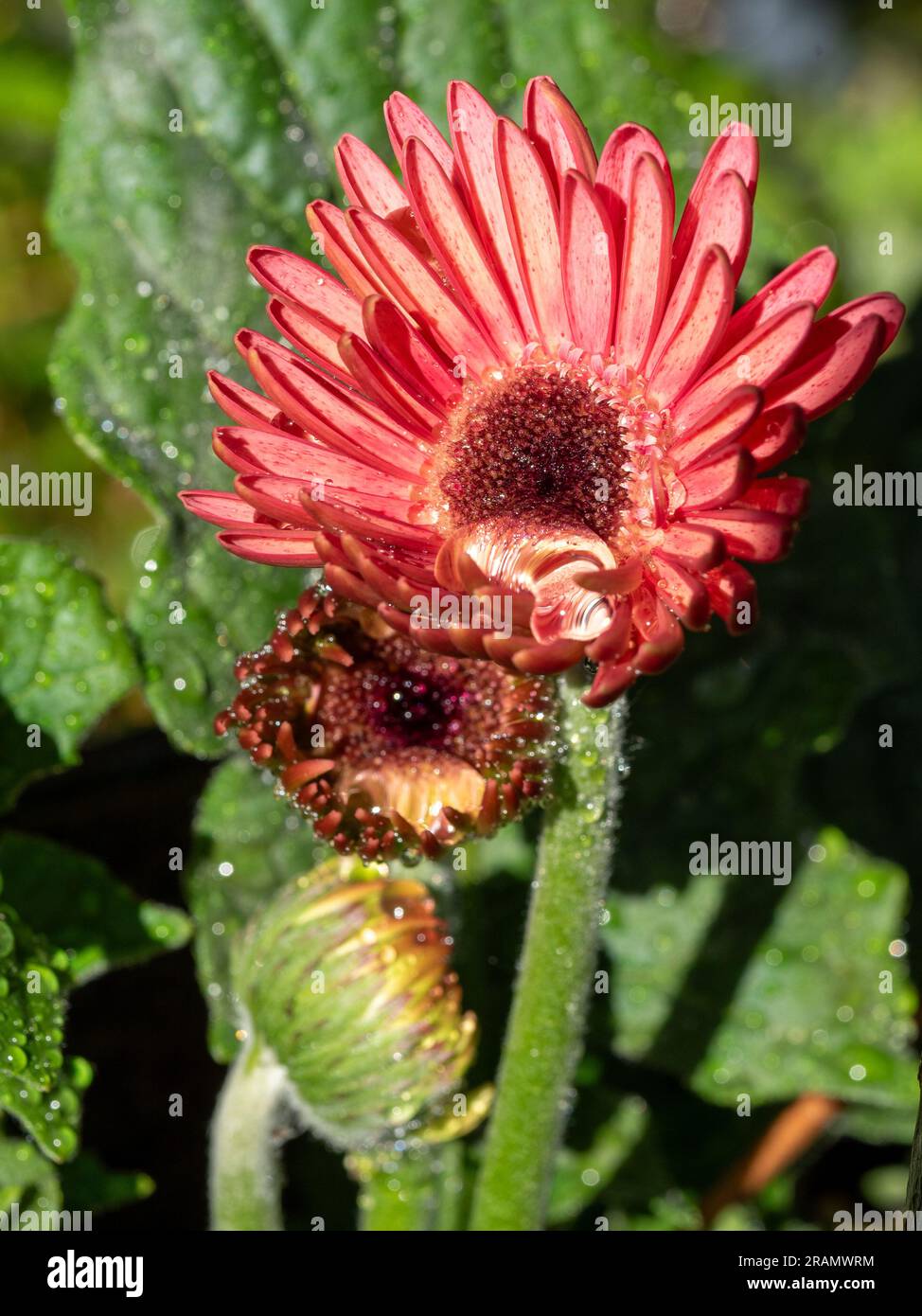 Three Gerbera flower buds in various stages of opening, wet and fresh ...