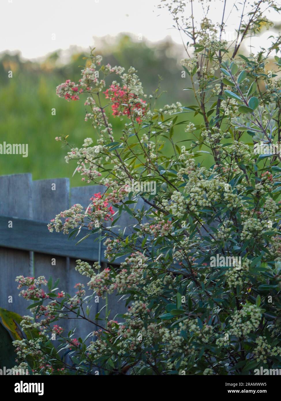 A NSW Christmas bush tree with its white flowers and pink red bracts ...