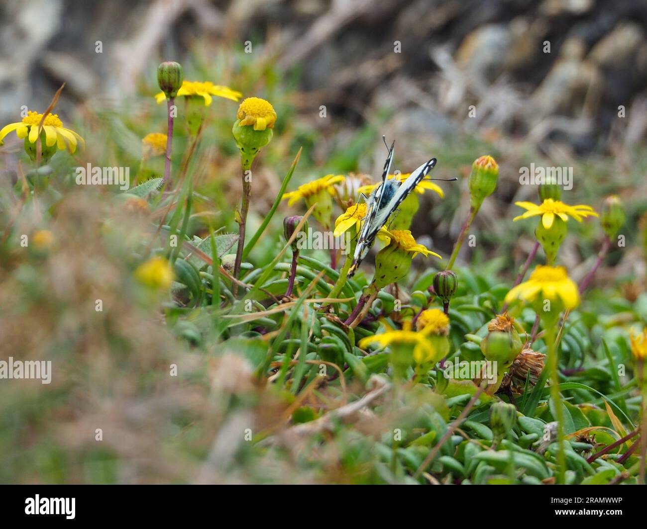 White Caper butterfly with black and yellow-orange wing pattern on a ...