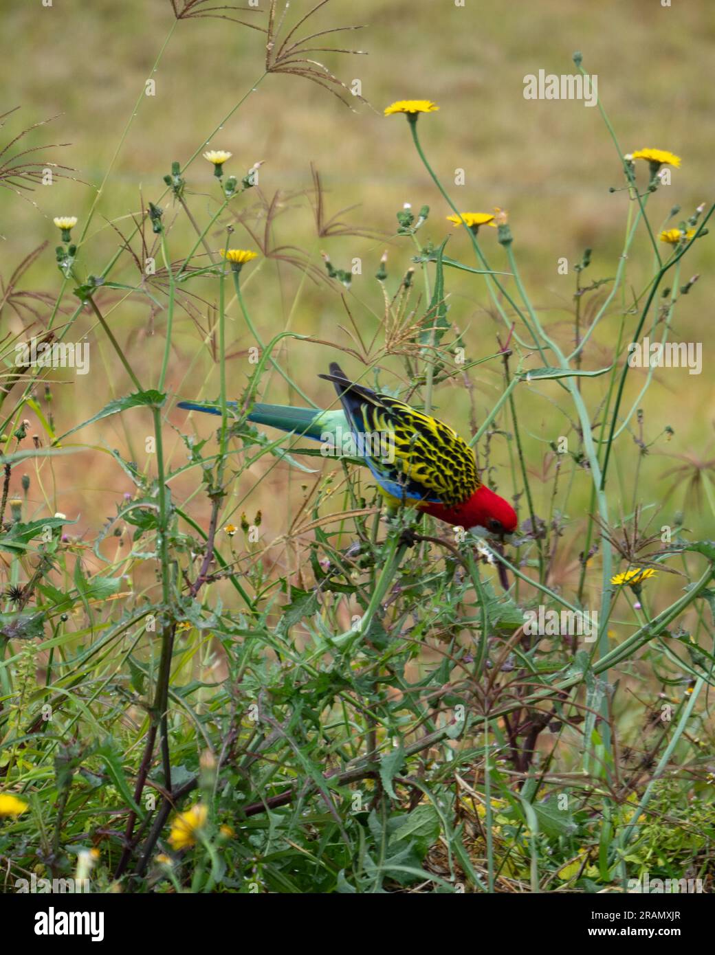 Vibrant colourful Eastern Rosella, Australian native bird, feeding on ...