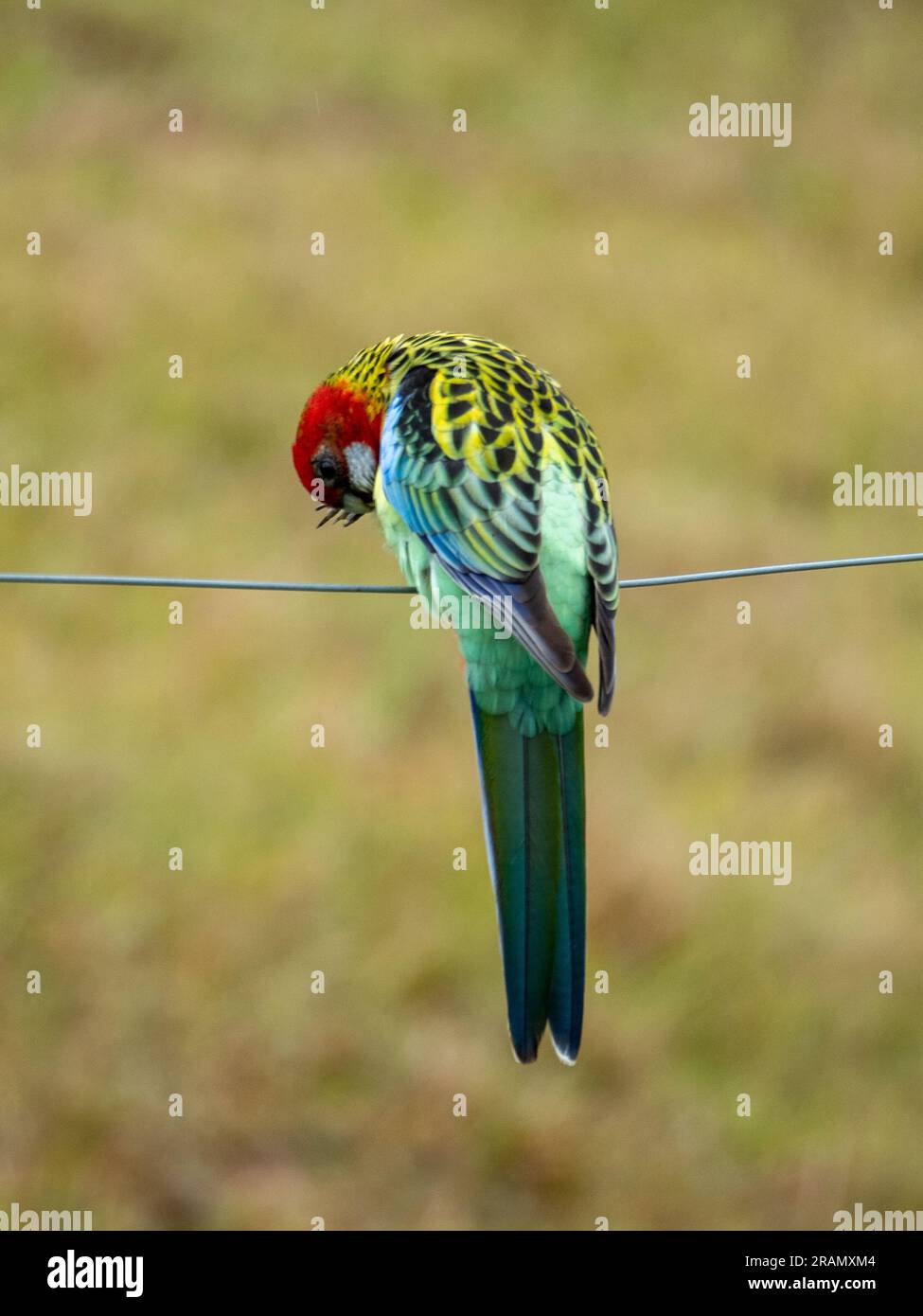 Vibrant colourful Eastern Rosella, head bent over preening perched on a ...