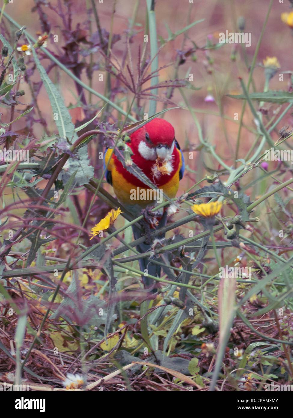 Eastern Rosella, Australian native bird, getting stuck into Dandelion ...