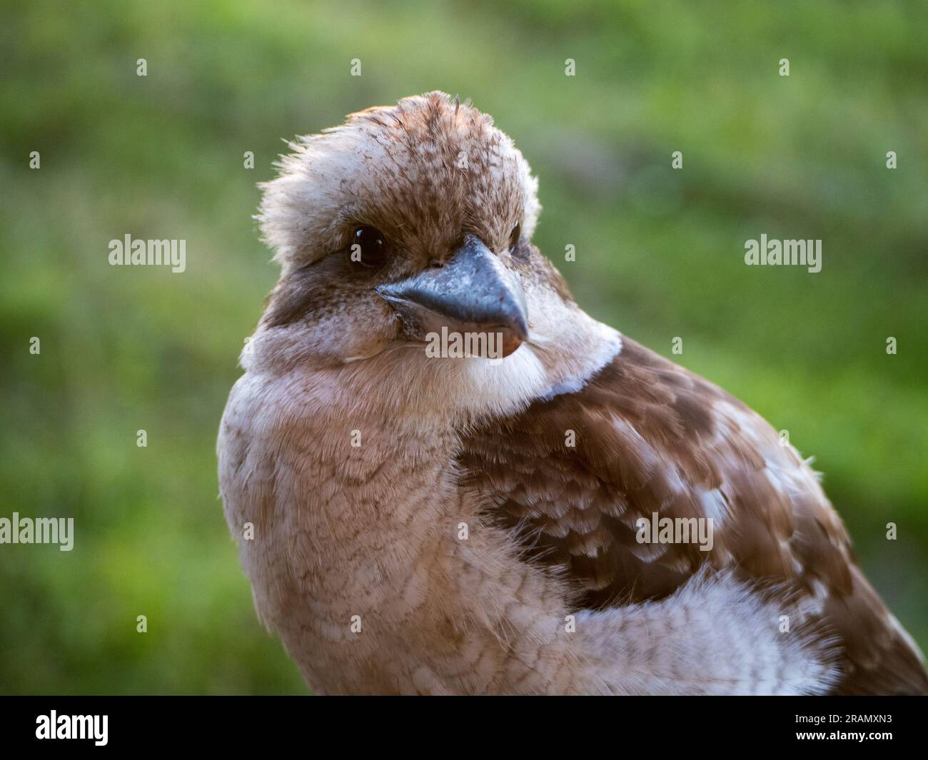 Kookaburra sitting,Australian native bird, puffy, fluffy feathers Stock ...