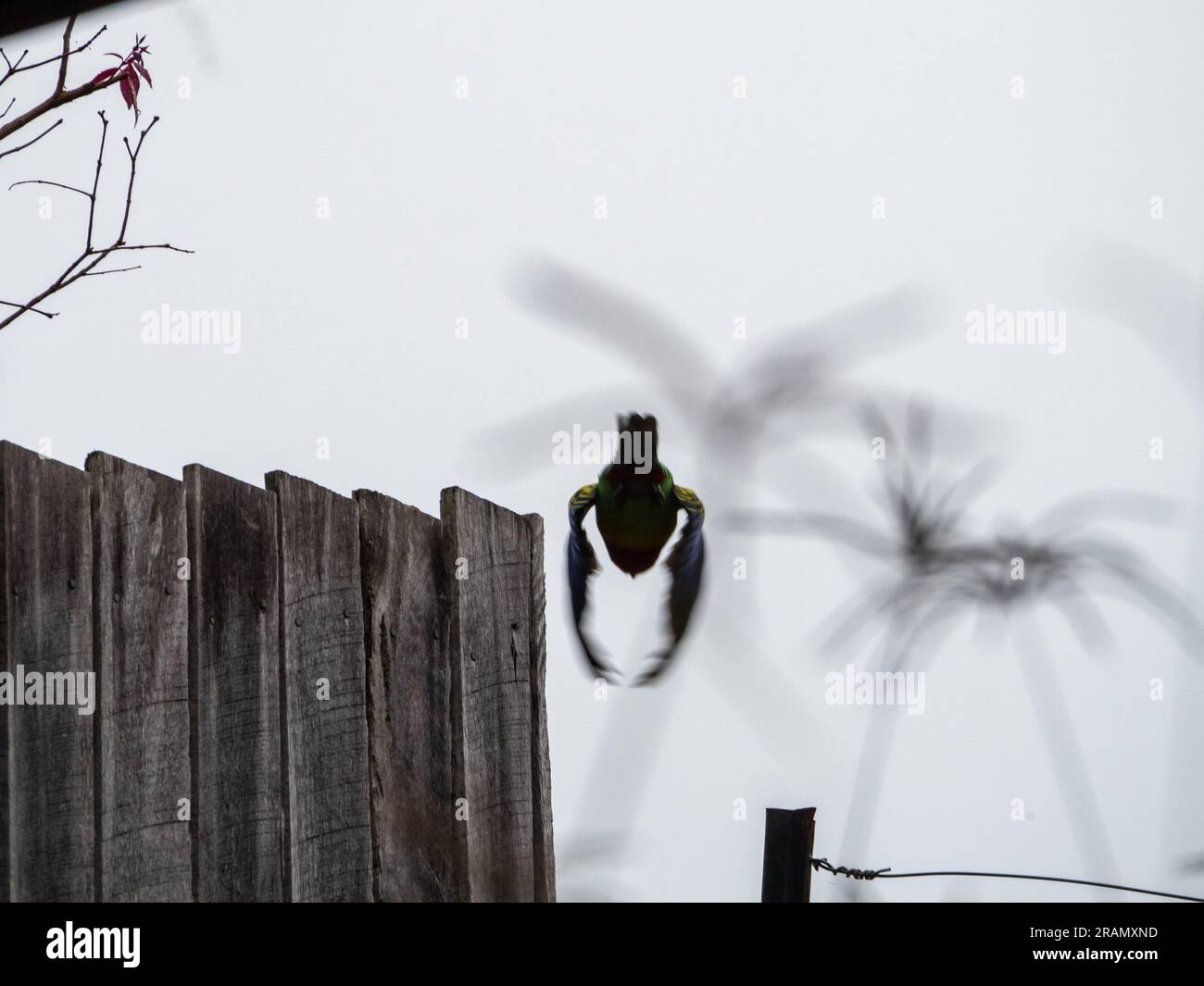 An odd silhouetted shot of a bird, taking flight with its wings down in ...