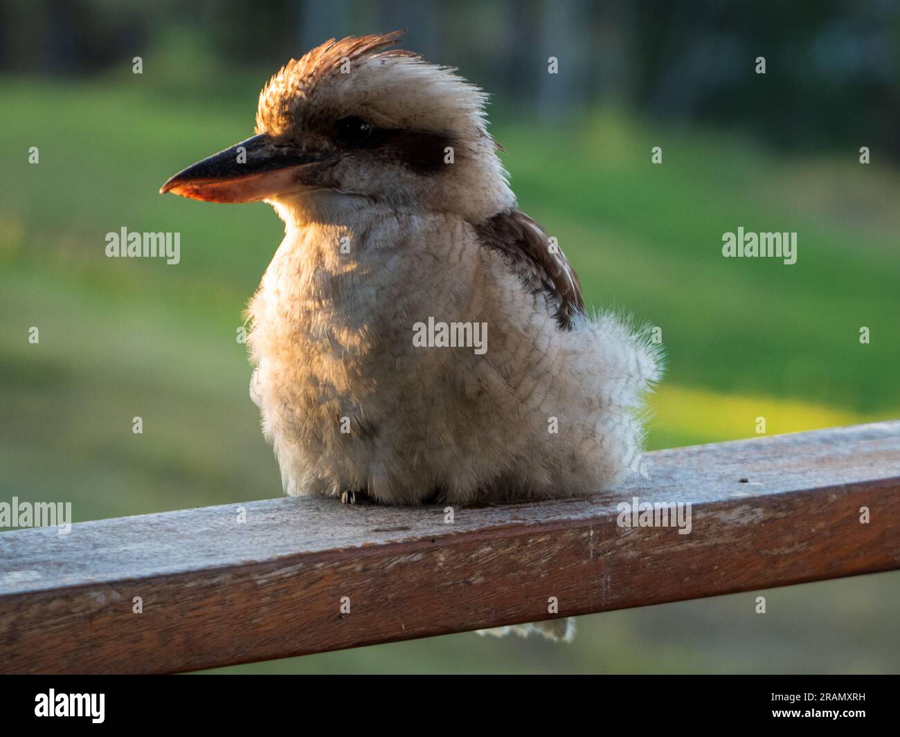 Puffed out laughing kookaburra hi-res stock photography and images - Alamy