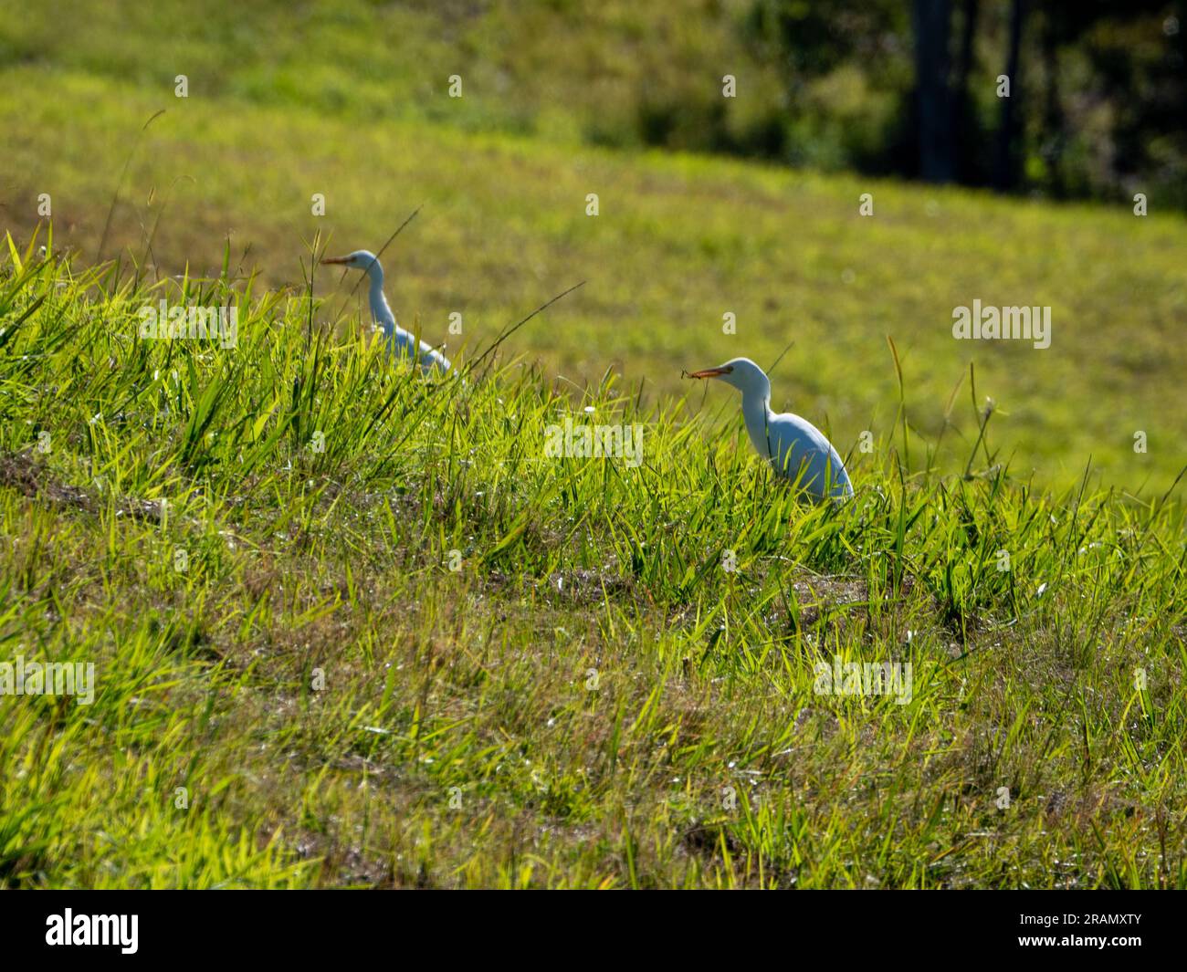 Stalking insects hi-res stock photography and images - Alamy