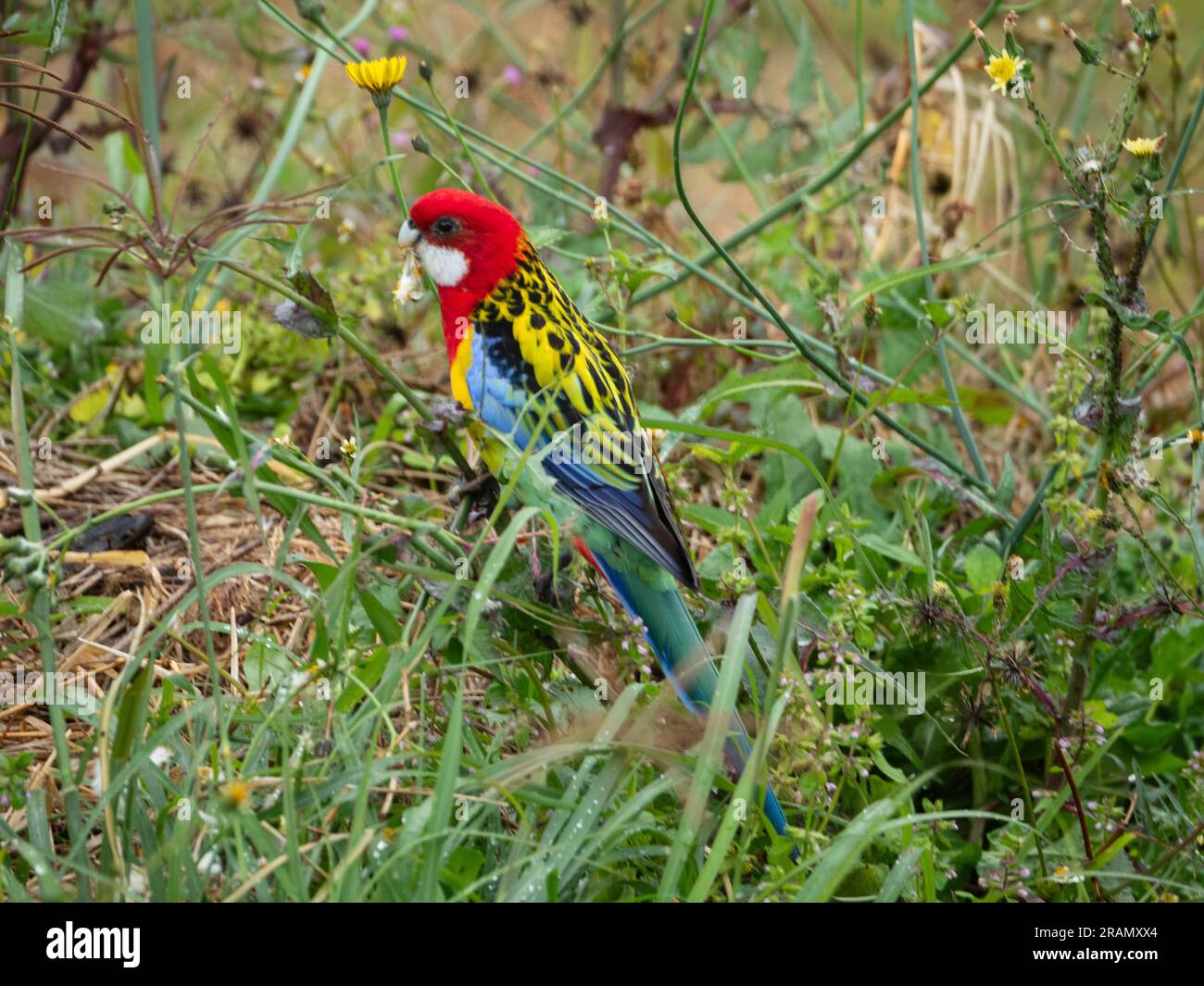 Colourful Eastern Rosella, Australian native bird, feeding on Dandelion ...