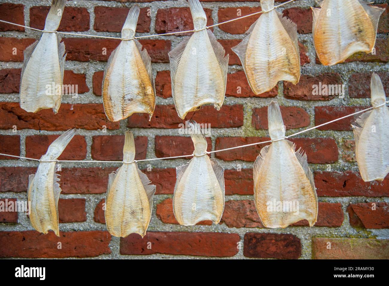 cleaned and gutted fish hung on string to dry the traditional Dutch way ...