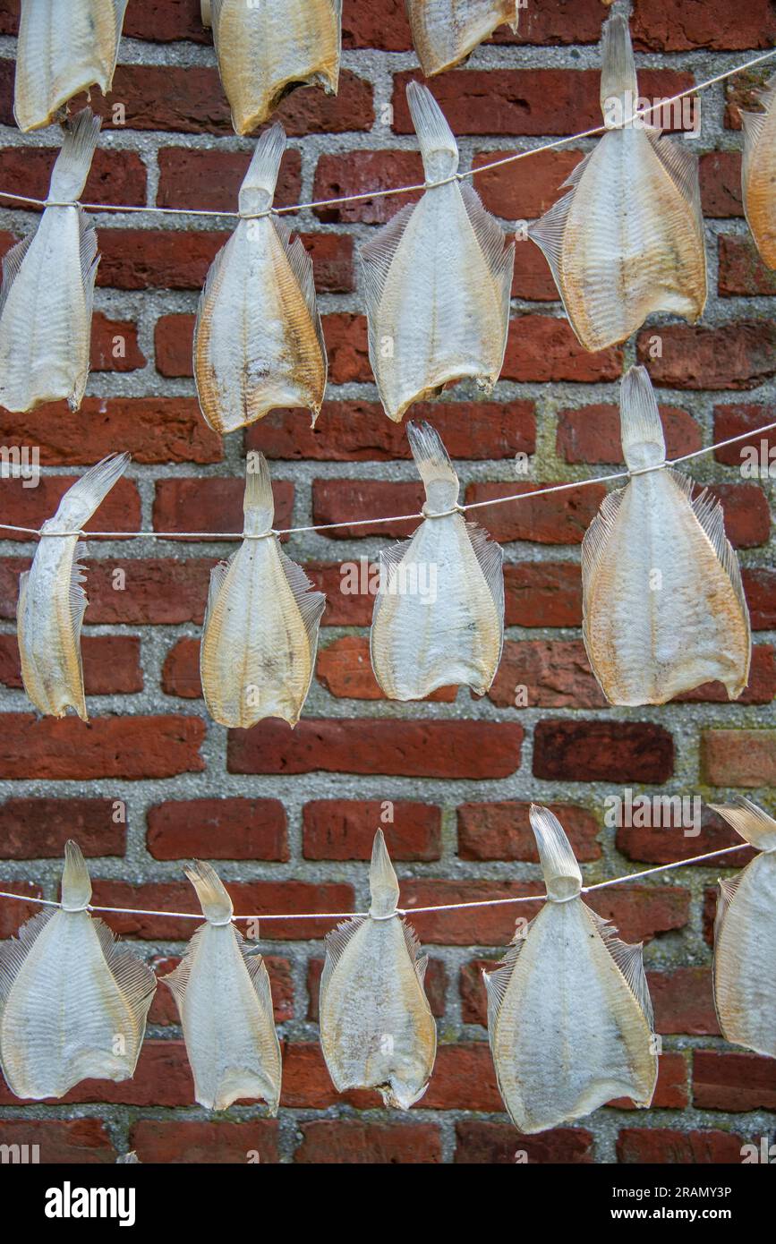cleaned and gutted fish hung on string to dry the traditional Dutch way ...