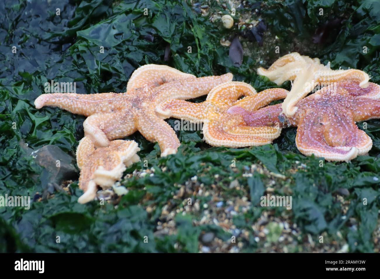 A large group of Starfish picture under water at the beach between ...