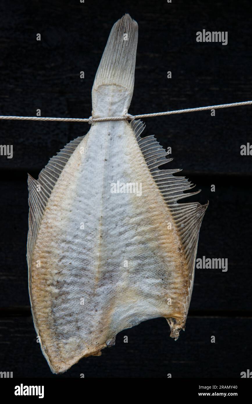 Dutch fish hi-res stock photography and images - Alamy