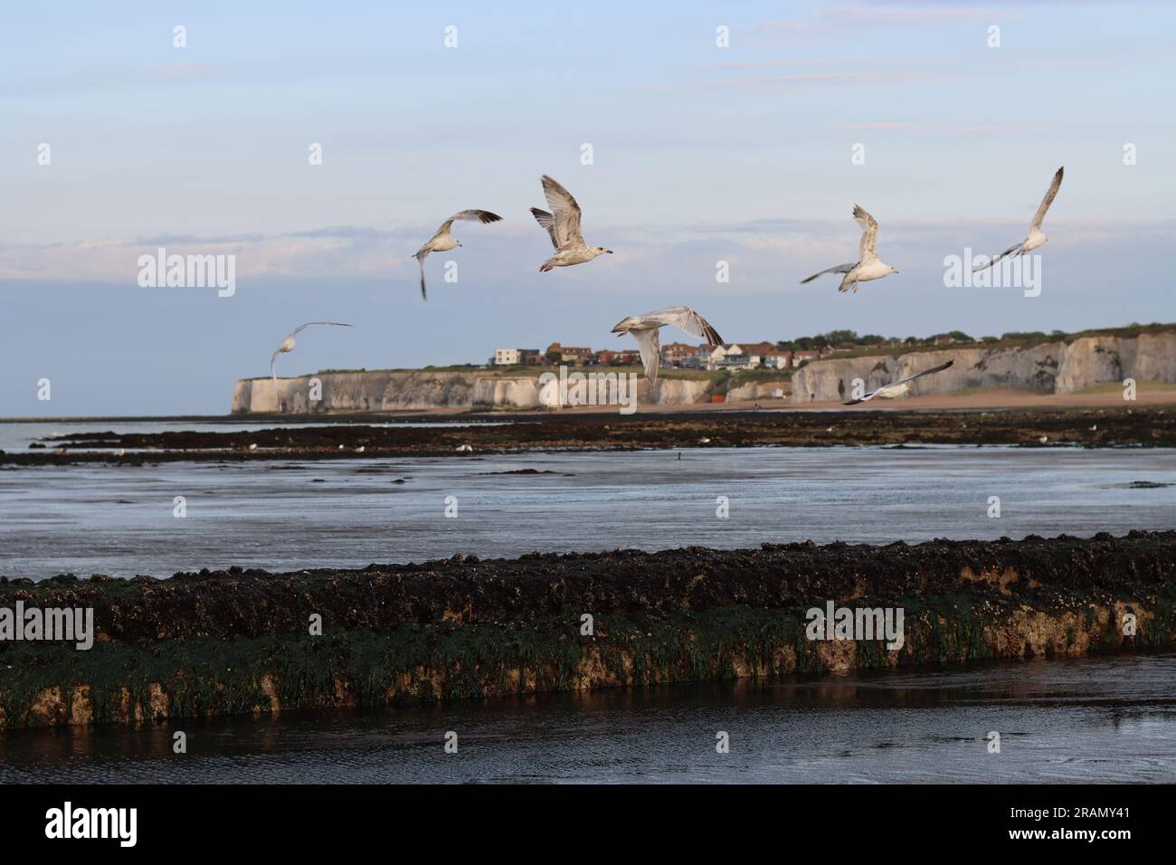 White Chalk Cliffs at Botany Bay beach, in Broadstairs, in Kent, UK ...