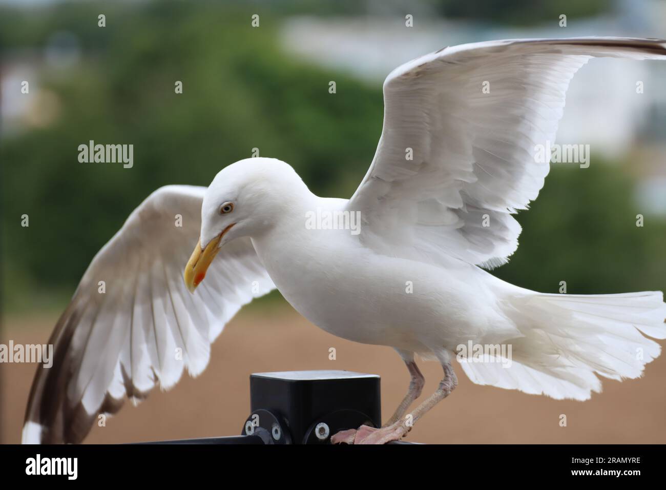British seagull close up hi-res stock photography and images - Alamy